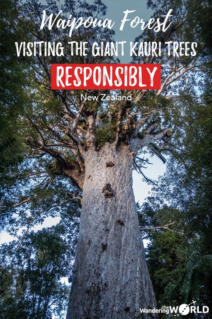 How to visit the giant Kauri Trees in Waipoua Forest responsibly ...